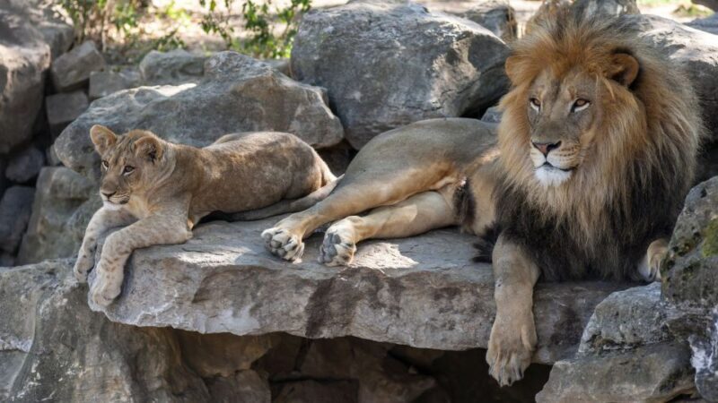 Gdansk: Oliwa Zoo with Tickets and Roundtrip Transportation - The Itinerary: From City to Wilderness