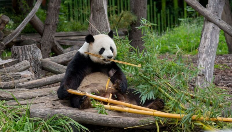 Gdansk: Oliwa Zoo with Tickets and Roundtrip Transportation - The Experience for Travelers: What Makes This Tour Stand Out?