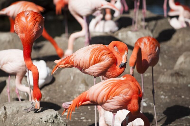 Gdansk: Oliwa Zoo with Tickets and Roundtrip Transportation - Who Should Consider This Tour?