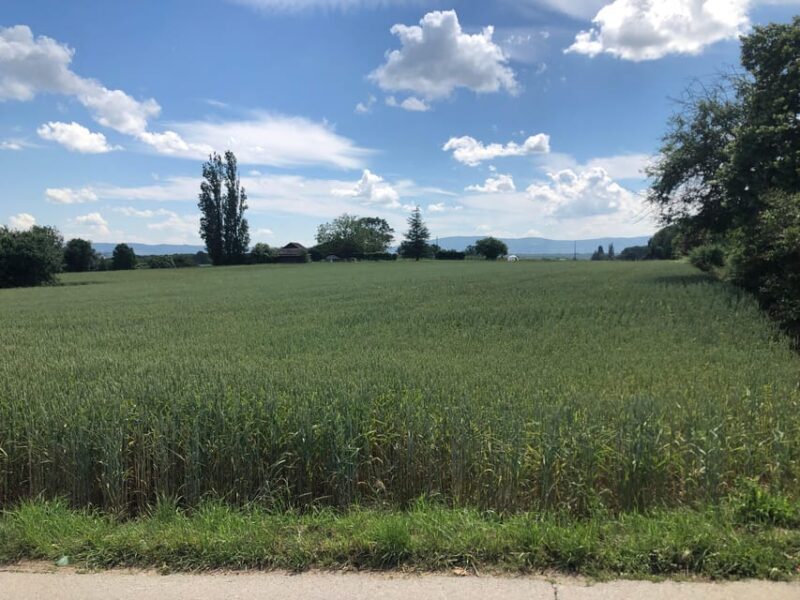 Geneva: Countryside and Wine tasting by E-Bike - The Sum Up