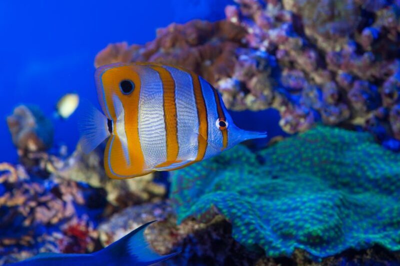 Genoa: Aquarium and FantaCinema Combined Ticket - FAQs