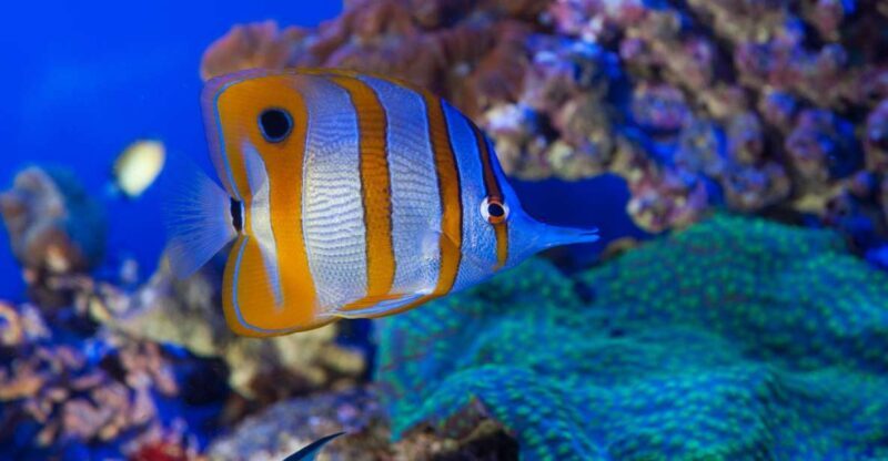 Genoa: Aquarium, Galata Museum and Submarine Entry Tickets - The Itinerary in Detail