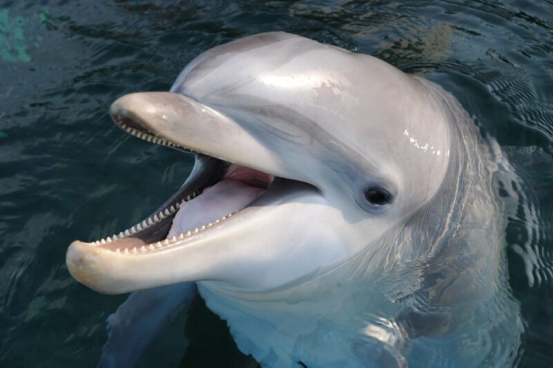 Genoa: Aquarium of Genoa & City of Children and Youth Ticket - An In-Depth Look at the Experience