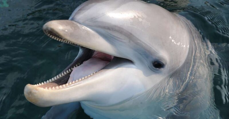 Genoa: Aquarium of Genoa & City of Children and Youth Ticket - Who Will Enjoy This Experience?