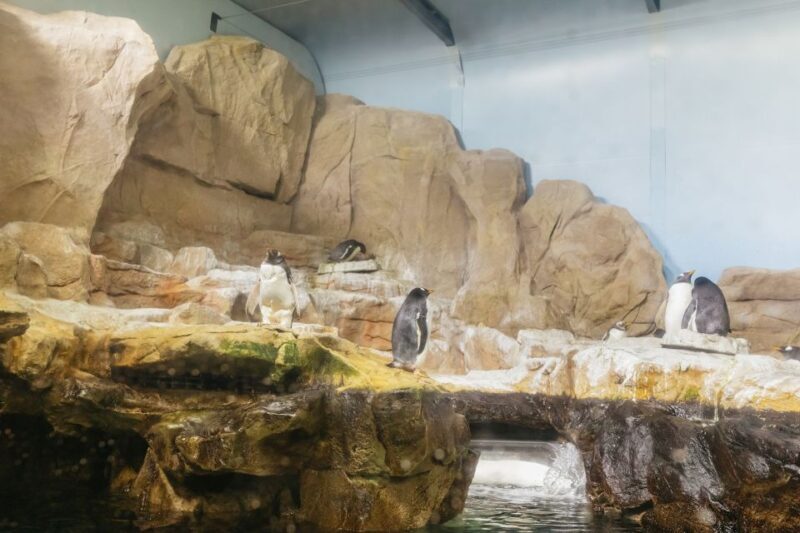 Genoa: Aquarium of Genoa Entry Ticket - The Experience: What to Expect at Genoas Aquarium