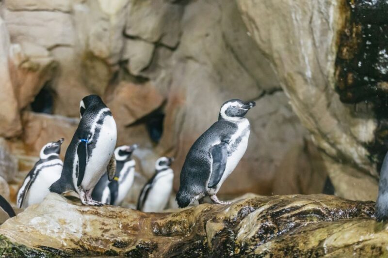 Genoa: Aquarium of Genoa with Lunch - Key Points