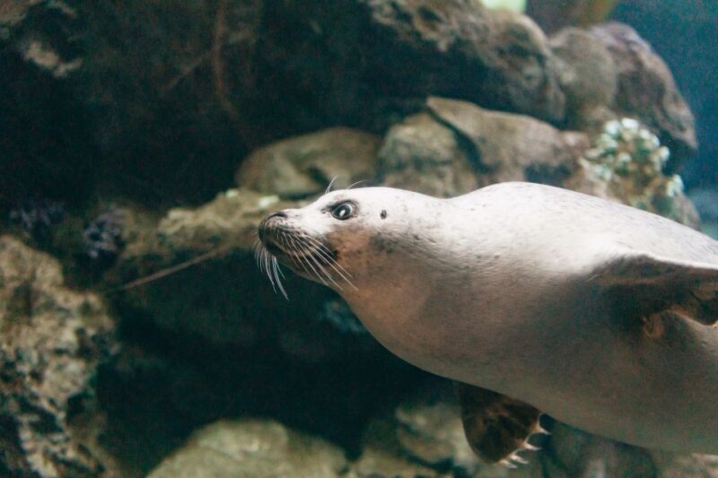 Genoa: Aquarium of Genoa with Lunch - FAQ