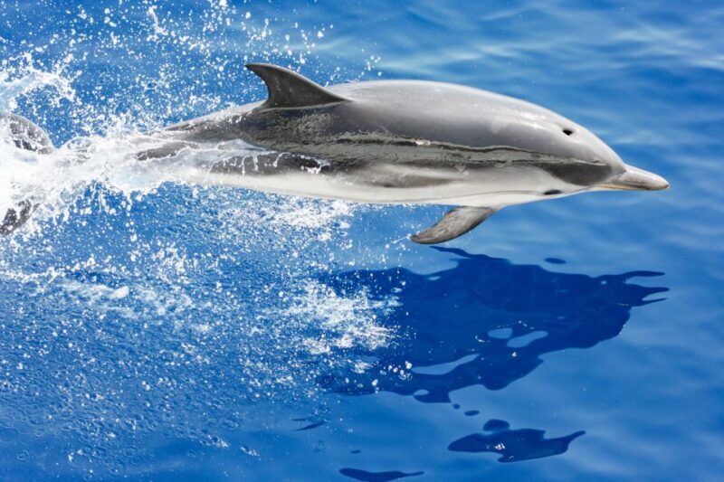 Genoa: Cetacean Watching Cruise with Marine Biologist Guide - Key Points