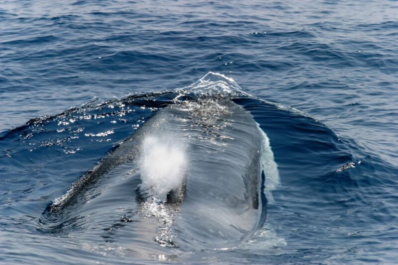 Genoa: Cetacean Watching Cruise with Marine Biologist Guide - A Detailed Look at the Experience
