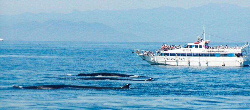 Genoa: Cetacean Watching Cruise with Marine Biologist Guide - FAQ