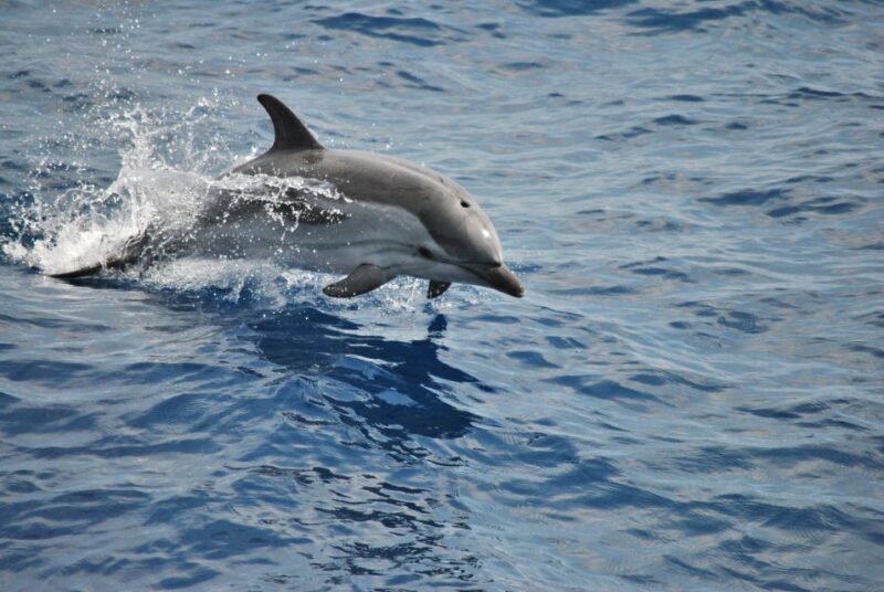 Genoa: Pelagos Sanctuary Whale Watching Cruise - Key Points