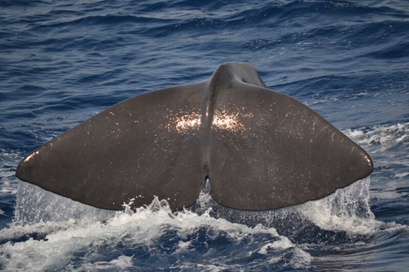 Genoa: Pelagos Sanctuary Whale Watching Cruise - An In-Depth Look at the Whale Watching Experience