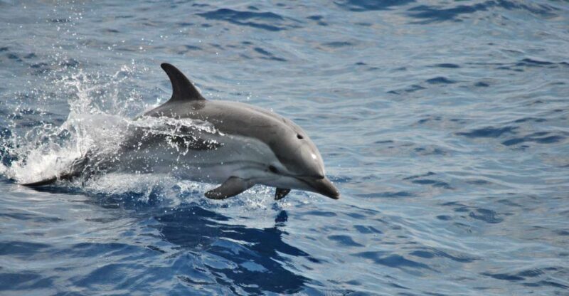 Genoa: Pelagos Sanctuary Whale Watching Cruise - Final Thoughts