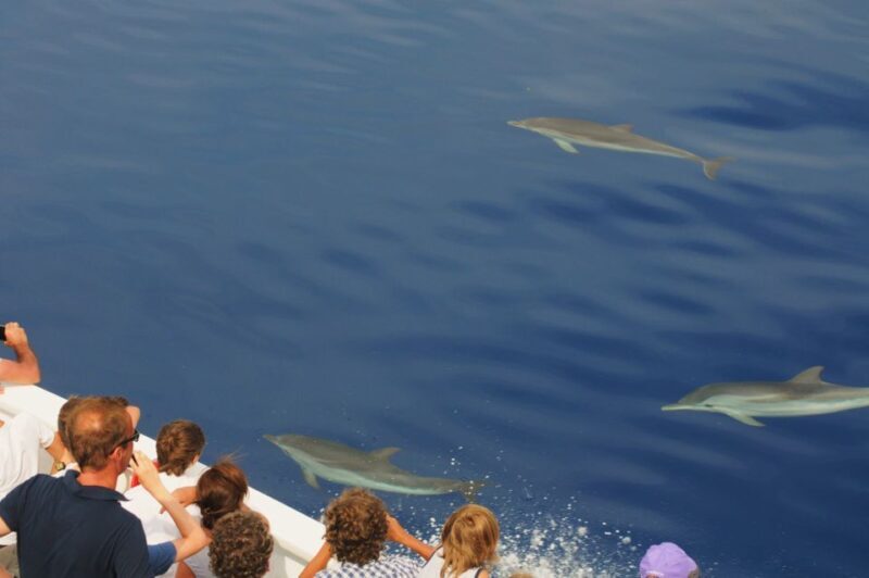 Genoa: Pelagos Sanctuary Whale Watching Cruise - FAQs