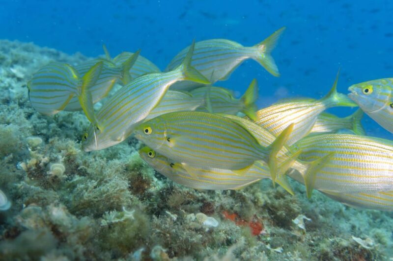 Genoa: snorkeling a stone's throw from downtown - Key Points