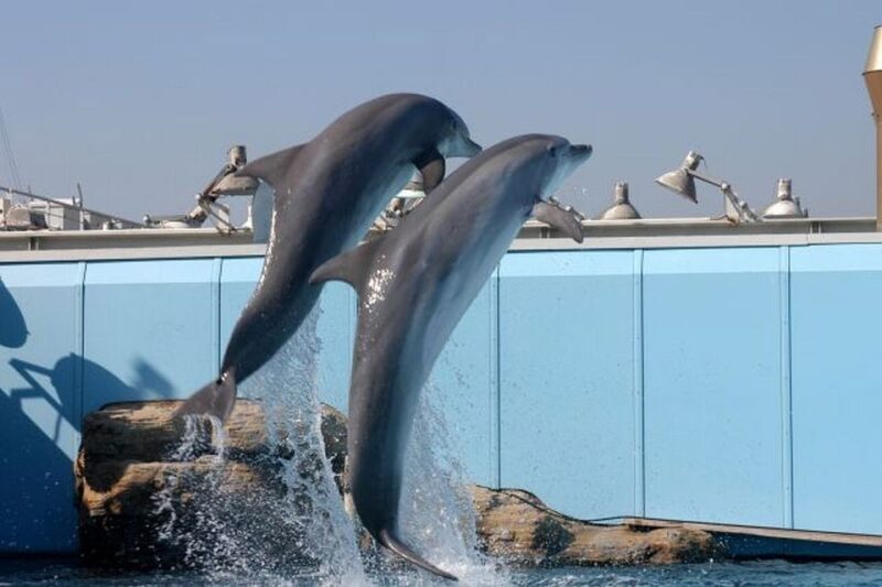 Genoa: World-Famous Aquarium and Lighthouse Combo Ticket - Key Points