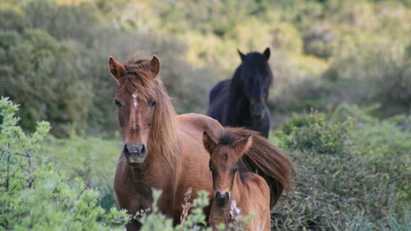 Genoni: discover the Giara Park - Exploring Sardinia with a Focus on Genoni