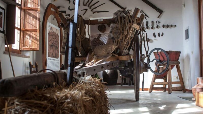 Genoni: discover the Giara Park - Final Stage: Walk in Giara Park and Wild Horses