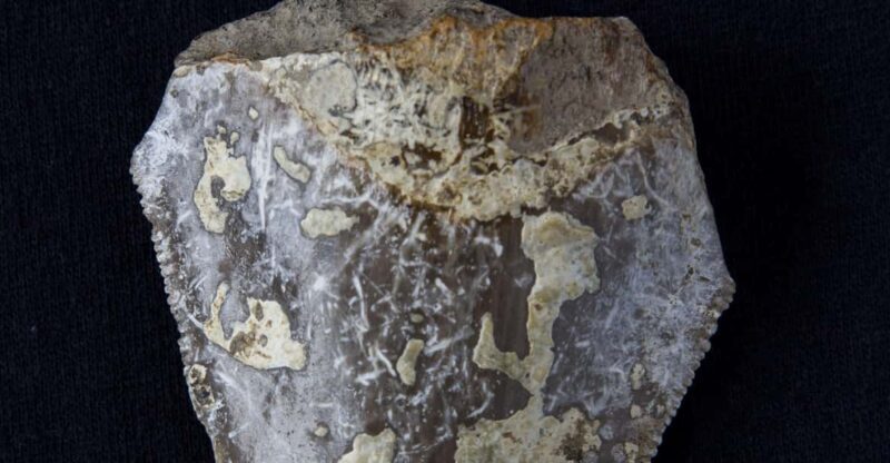 Genoni: PARC Museum Entry Ticket - Exploring Sardinias Geology and Ancient Past at PARC Museum