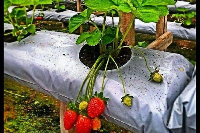 Genting Highland Day Tour - What Makes This Tour Stand Out?