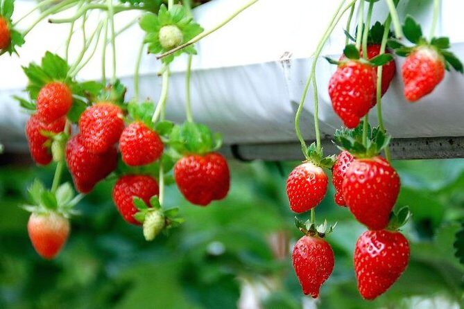 Genting Highland Day Trip & Batu Caves Temple Tour (8Hrs) - Starting Point: Batu Caves