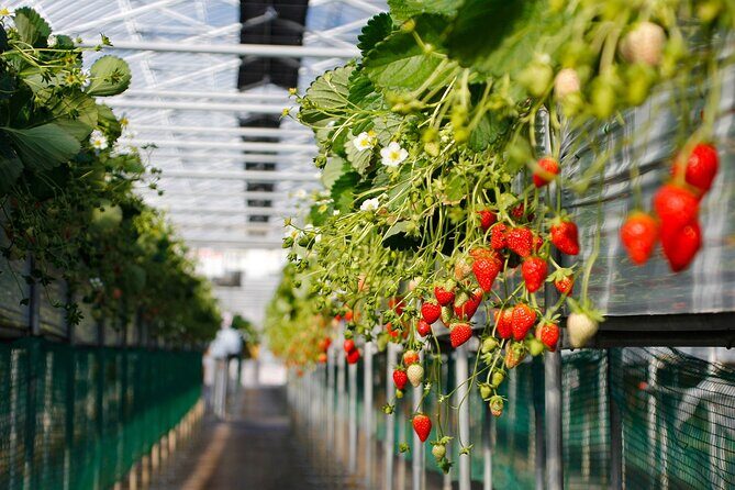 Genting Highlands En-route Batu Caves & Strawberry Farm Day Tour with Authentic Indian Lunch Private & Guided - A Close Look at the Tour Details