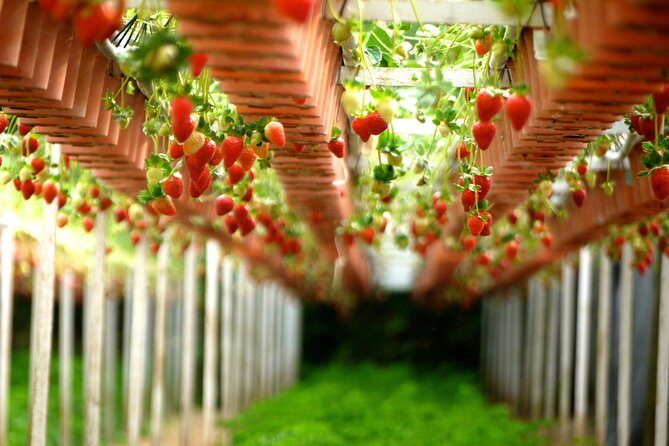 Genting Highlands En-route Batu Caves & Strawberry Farm Day Tour with Authentic Indian Lunch Private & Guided - FAQs