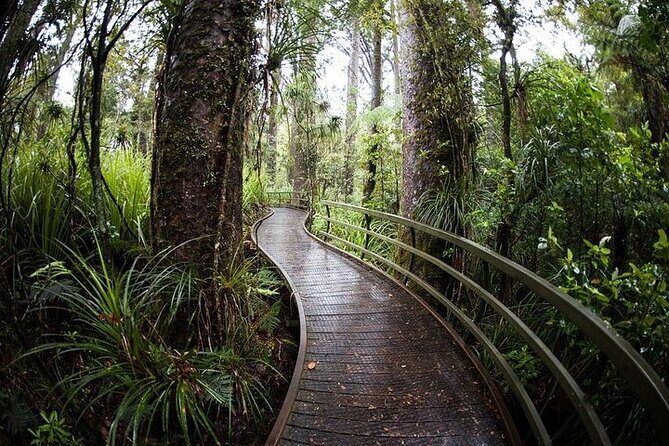 German Speaking Tour of Kawiti Glow Worm Caves, Opua Kauri Walk - Why This Tour Offers Great Value