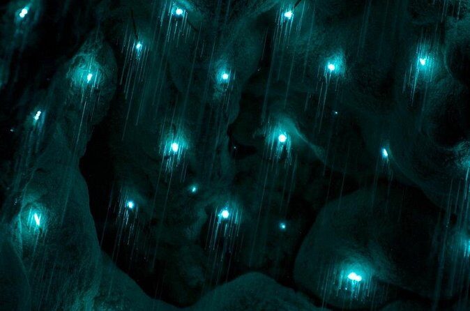 German Speaking Tour of Kawiti Glow Worm Caves, Opua Kauri Walk - Who Will Love This Experience?