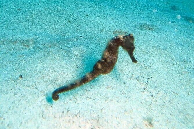 Get SCUBA Certified at San Juan - Who Will Love This Experience?