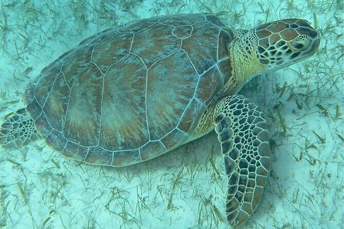 Get SCUBA Certified at San Juan - The Sum Up