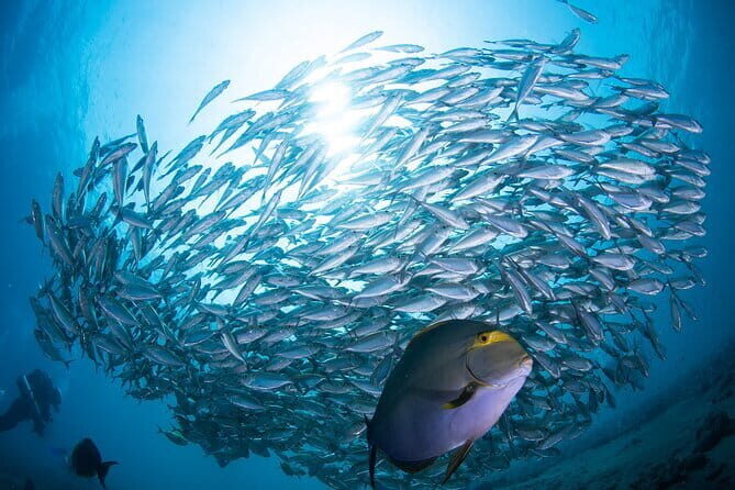 Get SSI Nitrox Certified Includes 2 Liberty Wreck Dives - Why Opt for This Nitrox Course in Bali?