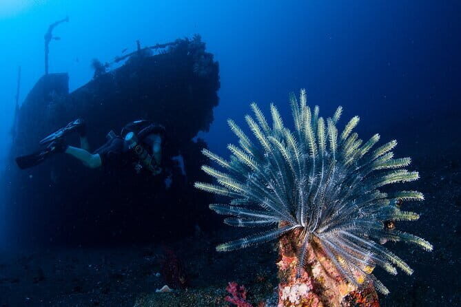Get SSI Nitrox Certified Includes 2 Liberty Wreck Dives - The Sum Up: A Worthwhile Investment for Divers Eager to Broaden Horizons