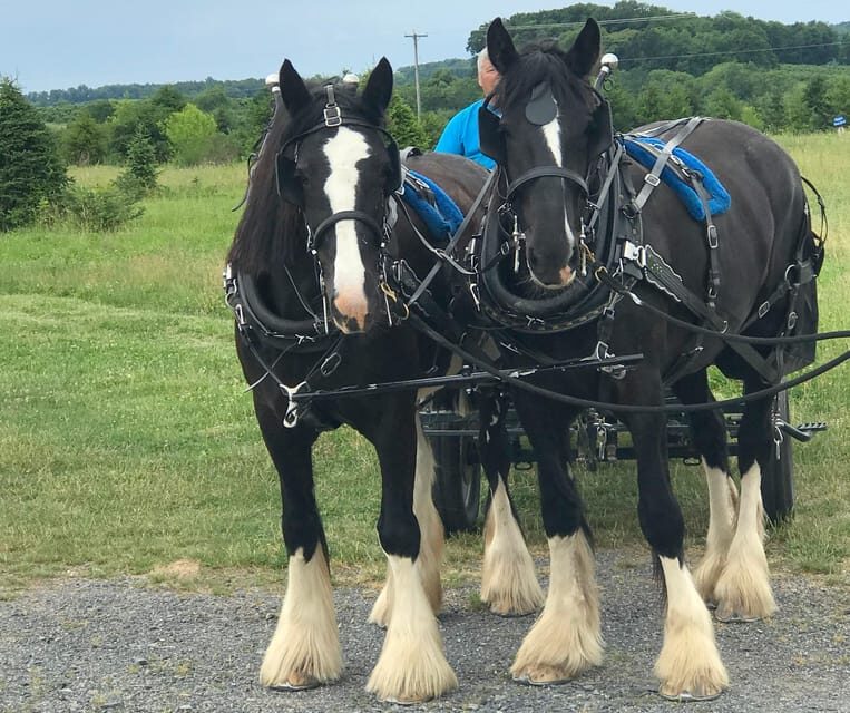Gettysburg: Horse-Drawn Carriage Tour Countryside & Orchards - The Horses & the Farm Experience