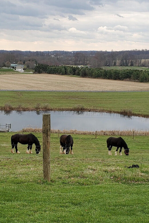 Gettysburg: Horse-Drawn Carriage Tour Countryside & Orchards - Who Will Enjoy This Experience?