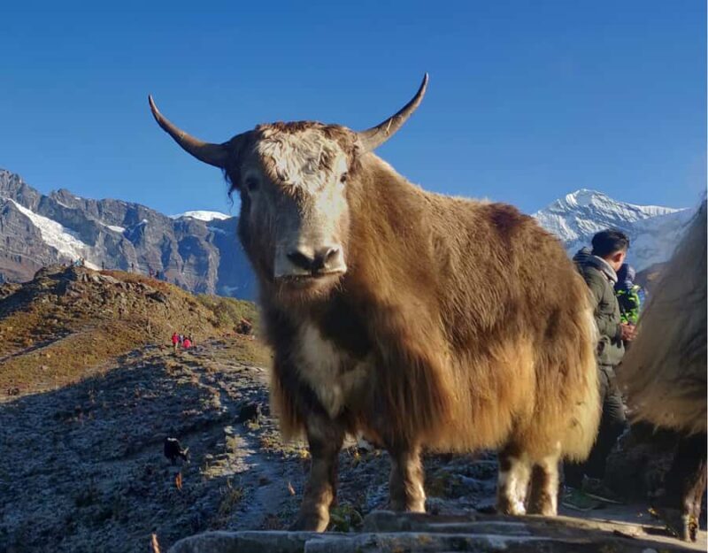 Ghorepani Poon Hill & Mardi Himal Trek - Introduction: Why This Trek Might Be Just Right for You