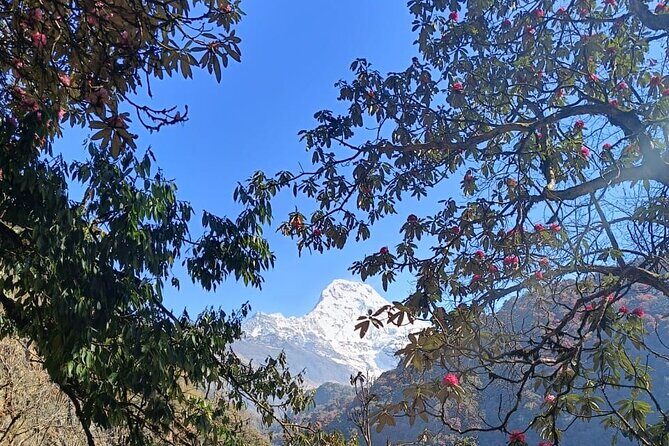 Ghorepani Poon Hill Trek: 12-Day Journey in Annapurna - An Overview of the 12-Day Annapurna Trek Experience