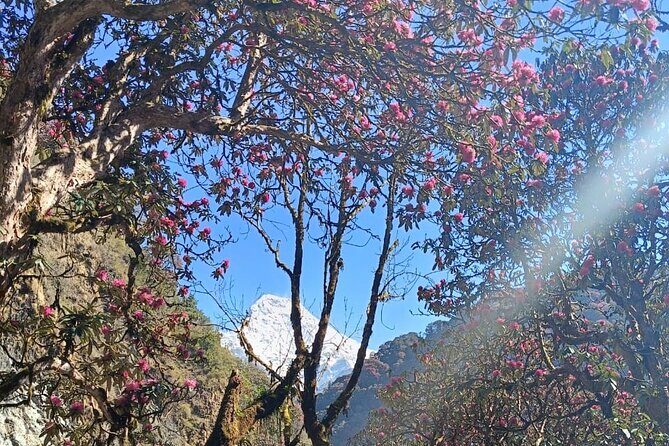 Ghorepani Poon Hill Trek: 12-Day Journey in Annapurna - Why the Value Is Outstanding