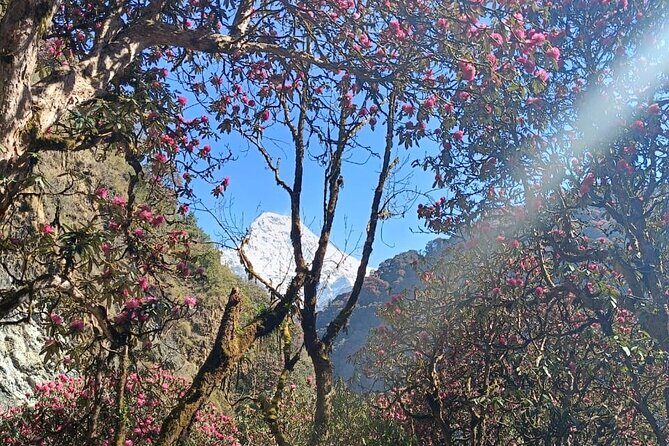 Ghorepani Poon Hill Trek: 12-Day Journey in Annapurna - The Experience of the Trek: What Youll Truly Value