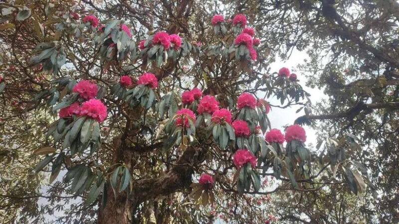 Ghorepani Poon Hill Trek - 4 Days (Full Package) - Accommodation & Meals