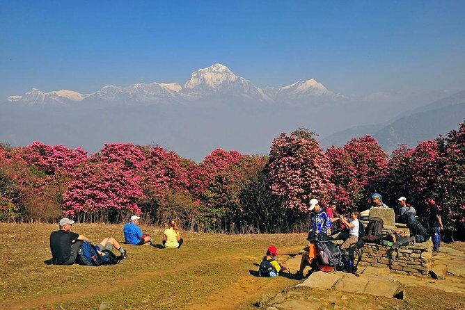 Ghorepani Poon Hill Trek - Introduction: Why Consider the Ghorepani Poon Hill Trek?