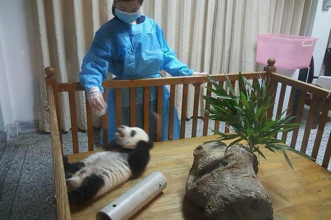 Giant Panda and Buddha 1 day tour - Key Points