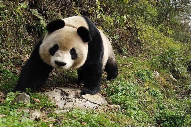 Giant Panda and Buddha 1 day tour - Practical Tips for a Smooth Experience
