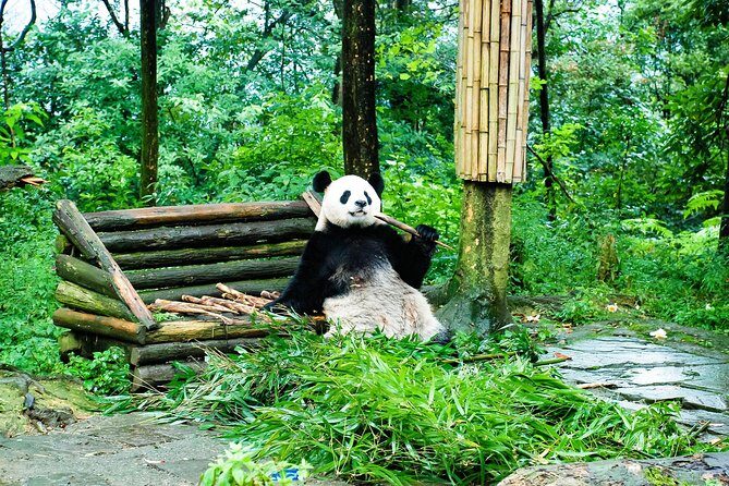 Giant Panda and Leshan Buddha Day Trip from Chengdu - A Detailed Look at What You Can Expect