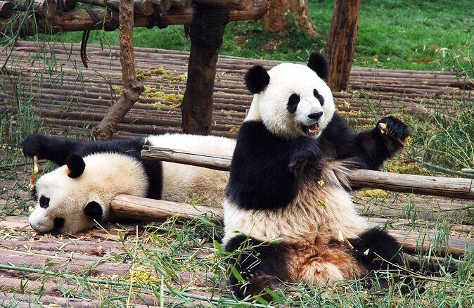 Giant Panda Hometown and Taoist Mountain Discovery From Chengdu - Exploring Chengdu’s Wildlife at Dujiangyan Panda Base