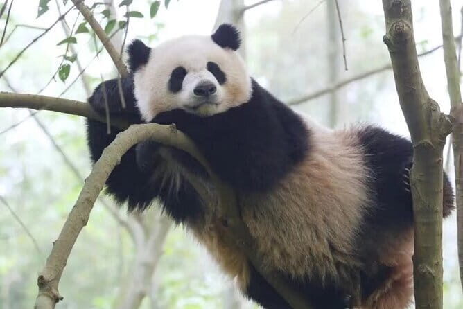Giant Pandas and Leisurely Chengdu Private Day tour - Key Points