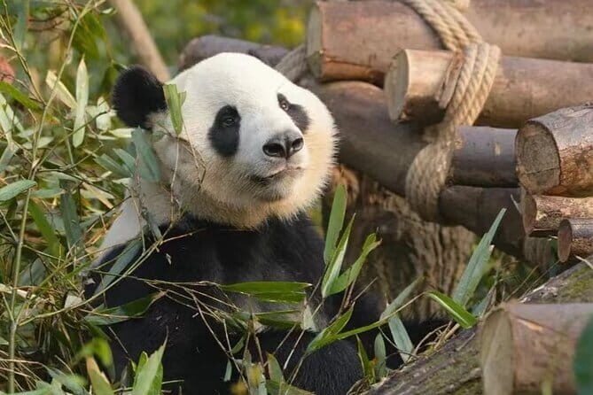 Giant Pandas and Leisurely Chengdu Private Day tour - FAQs