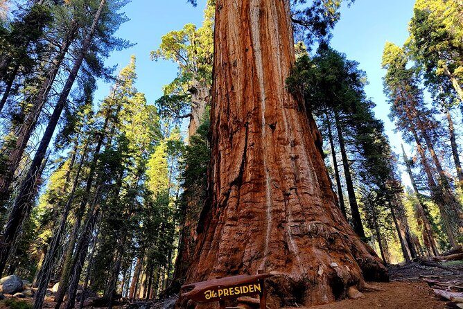 Giant Sequoia National Park Private Day Tour from Los Angeles - Logistics and Value