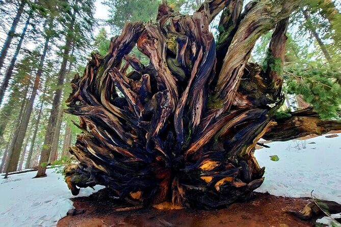 Giant Sequoia National Park Private Day Tour from Los Angeles - Final Thoughts: Is This Tour Worth It?