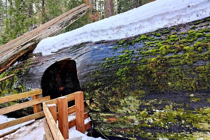 Giant Sequoia National Park Private Day Tour from Los Angeles - Who Should Consider This Tour?